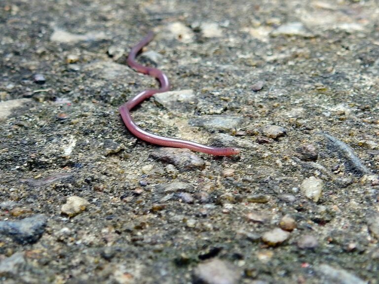 5 Little-Known Snake Species That Live Underground