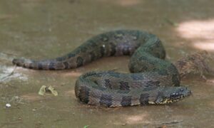Why Some Snakes Wrap Around Their Prey But Don’t Constrict