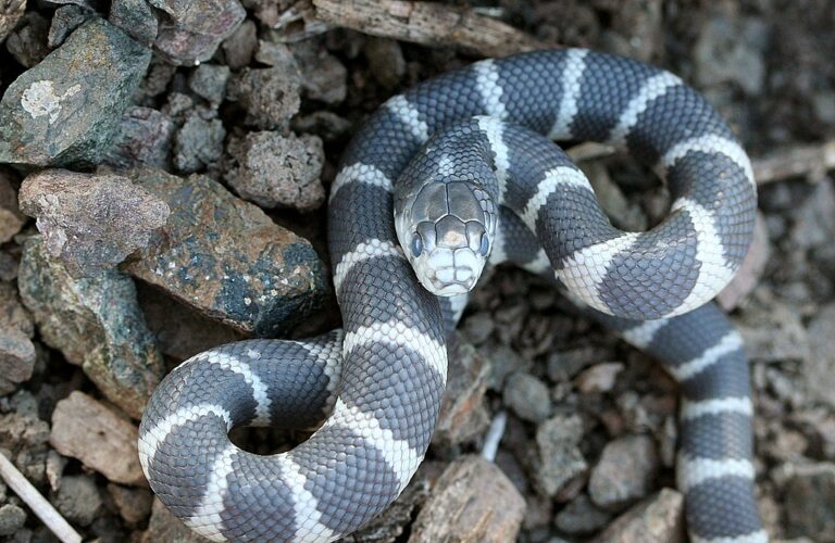 How Snakes Respond to Human Body Language