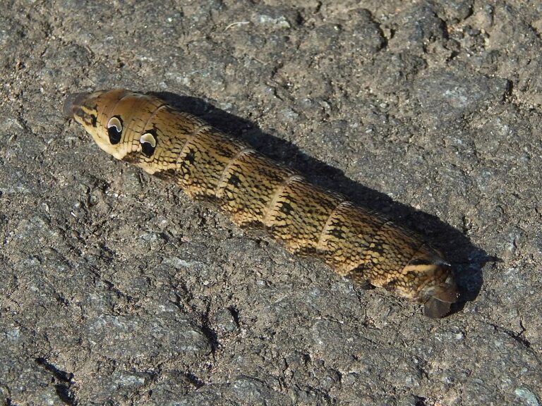 5 Insects That Have Evolved to Look Like Snakes