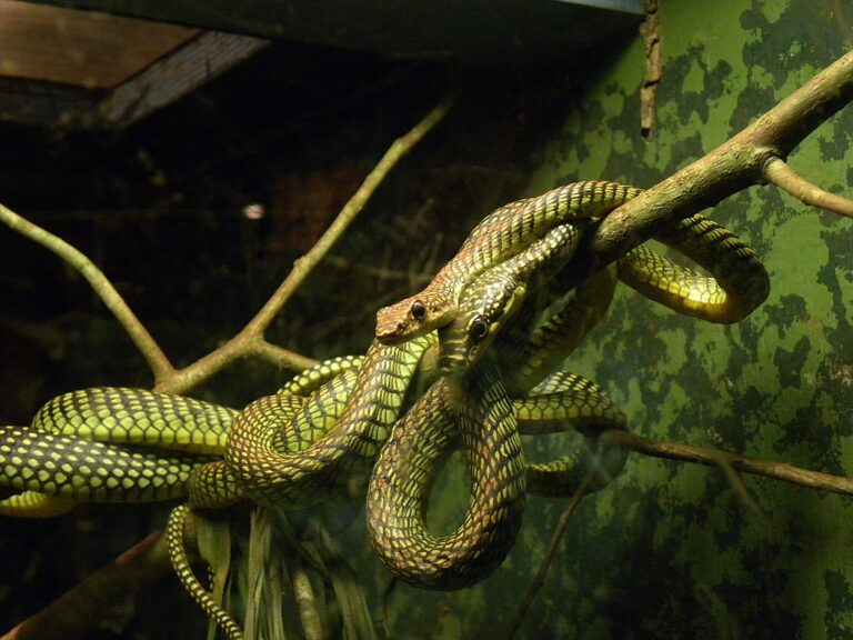 The Truth About Snake “Friendliness” – Do They Bond with Humans?