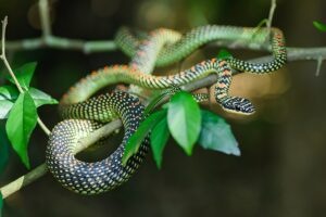 The Snake That Lives Its Entire Life in Fallen Palm Fronds