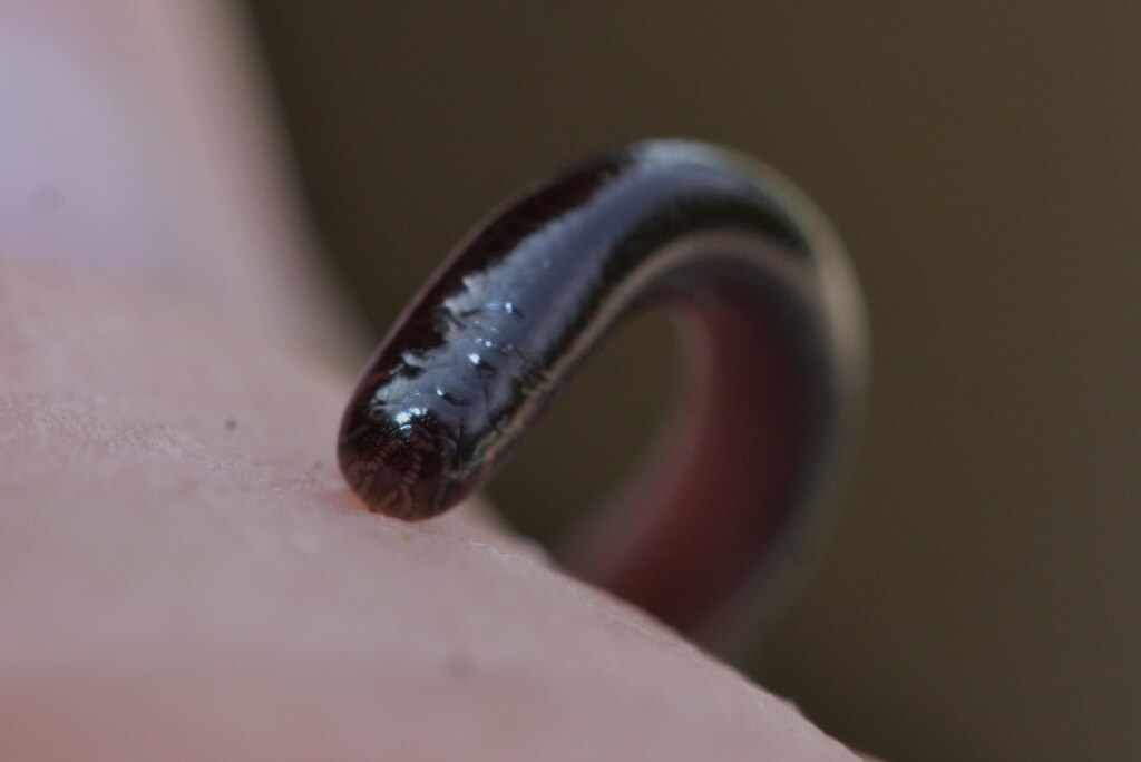 The Science of a Snake’s Split Jaw – And How It Works