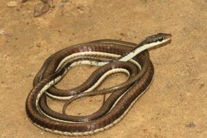 6 Snake Species Known to “Stand” Upright