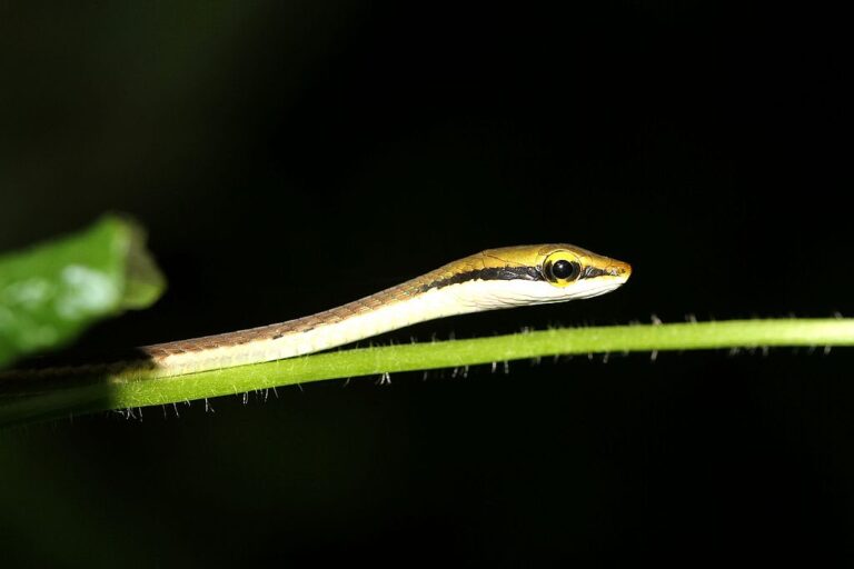 What Snake Colors Actually Mean in the Animal Kingdom