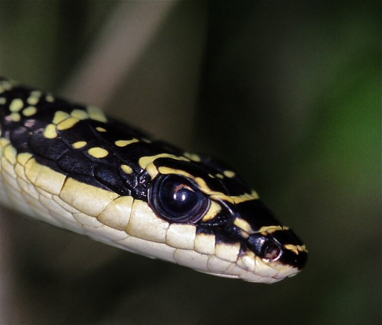 How Snake Vision Differs From Day to Night