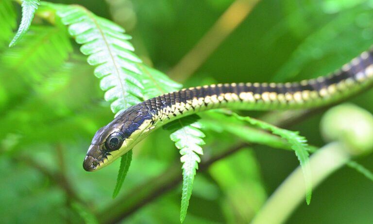 6 Fascinating Adaptations Found Only in Tree-Dwelling Snakes