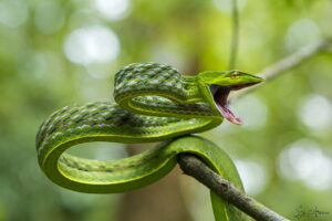 How Snakes Became a Symbol of Rebirth in Ancient Egyptian Culture