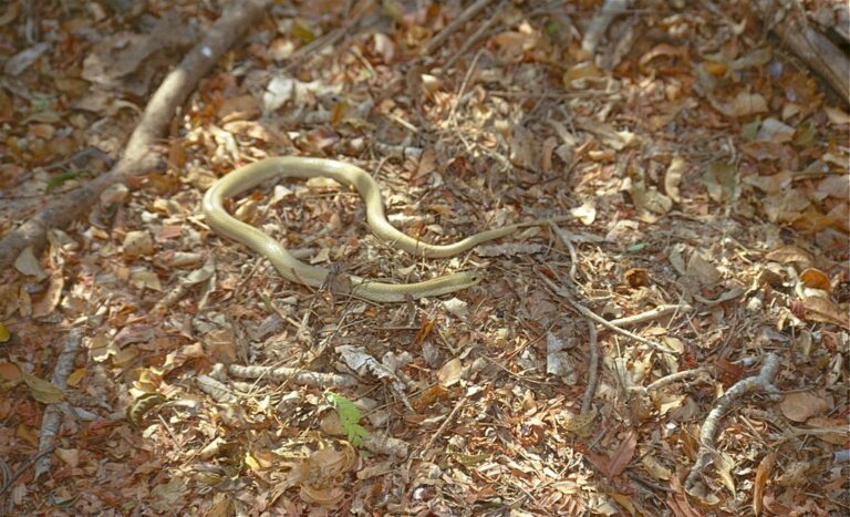 The Evolution of Snake Teeth – From Simple Hooks to Hollow Fangs