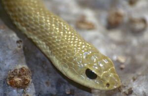 How Snake Breathing Changes During Constriction