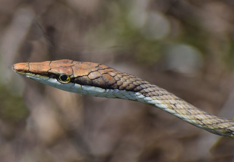 5 Snake-Friendly Materials to Use in DIY Enclosures