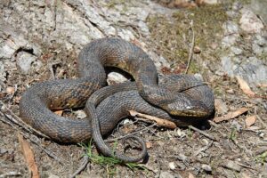5 Snakes That Can Survive in Snow-Covered Environments