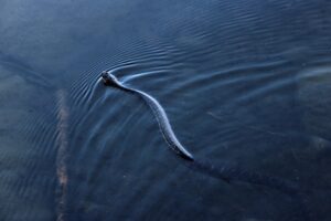 7 Snake Species That Are Expert Swimmers