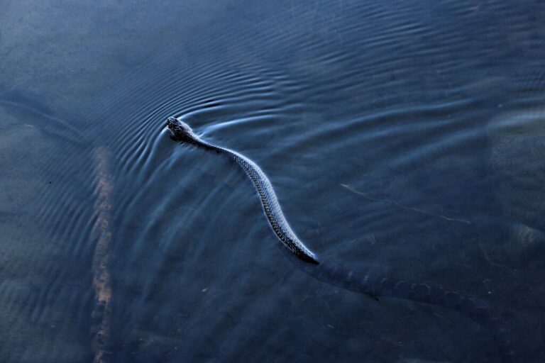 7 Snake Species That Are Expert Swimmers