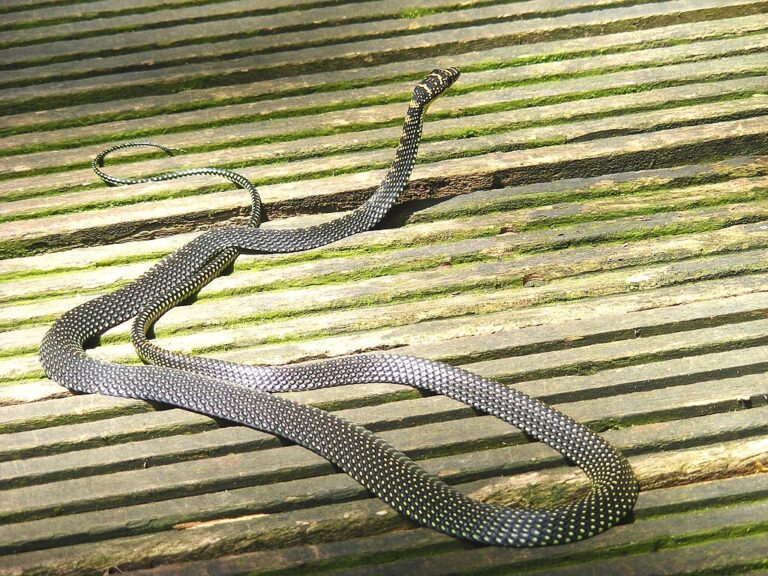The Snake That Lives Its Entire Life in Fallen Palm Fronds