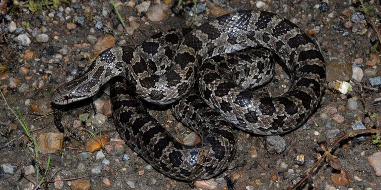 6 Snake Species Known to “Stand” Upright