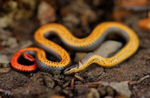 What Snake Colors Actually Mean in the Animal Kingdom