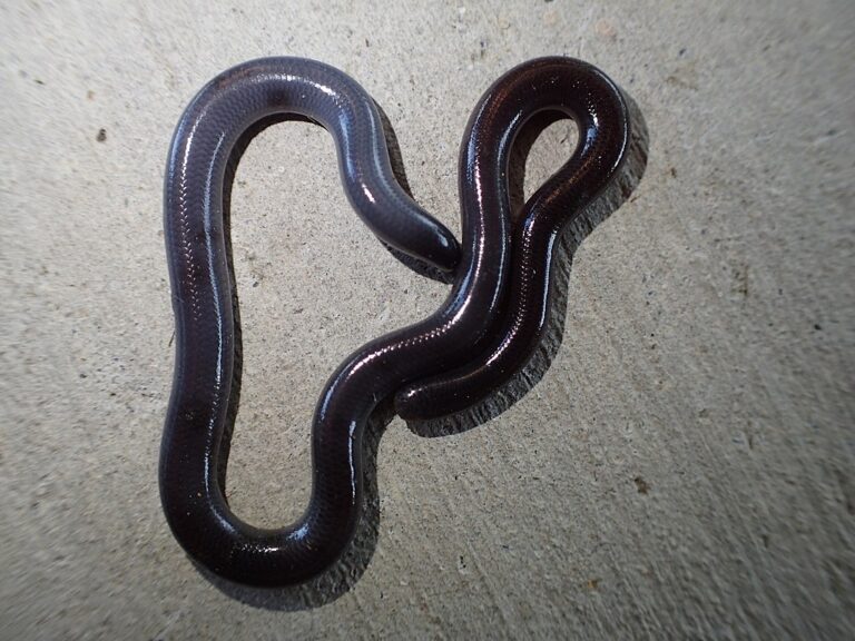 The Secret Language of Snake Hisses