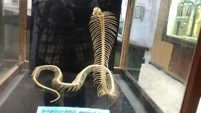 What Snake Skeletons Tell Us About Evolution