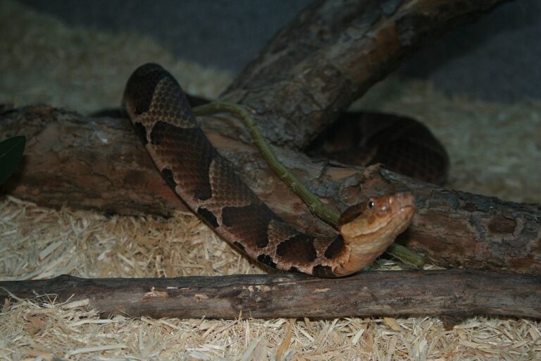 How to Design a Bioactive Vivarium for Tropical Snakes