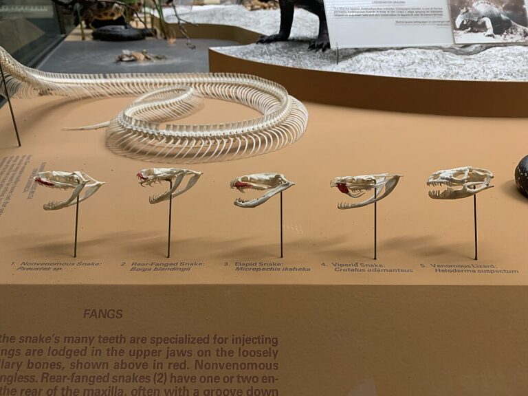 What Snake Skeletons Tell Us About Evolution