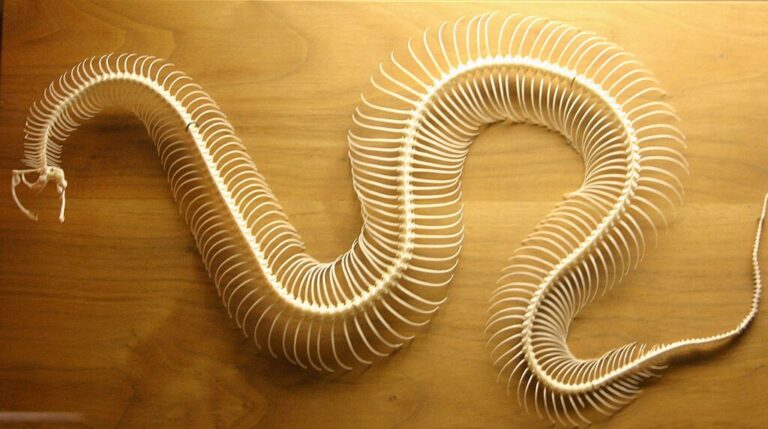What Snake Skeletons Tell Us About Evolution