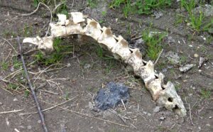 What Snake Skeletons Tell Us About Evolution