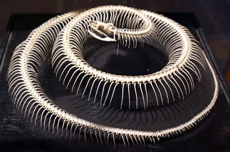 What Snake Skeletons Tell Us About Evolution
