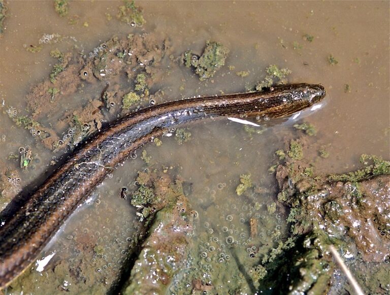 Why Snakes Are Often Spotted After Heavy Rain