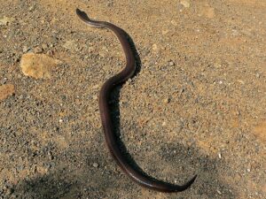 5 Little-Known Snake Species That Live Underground