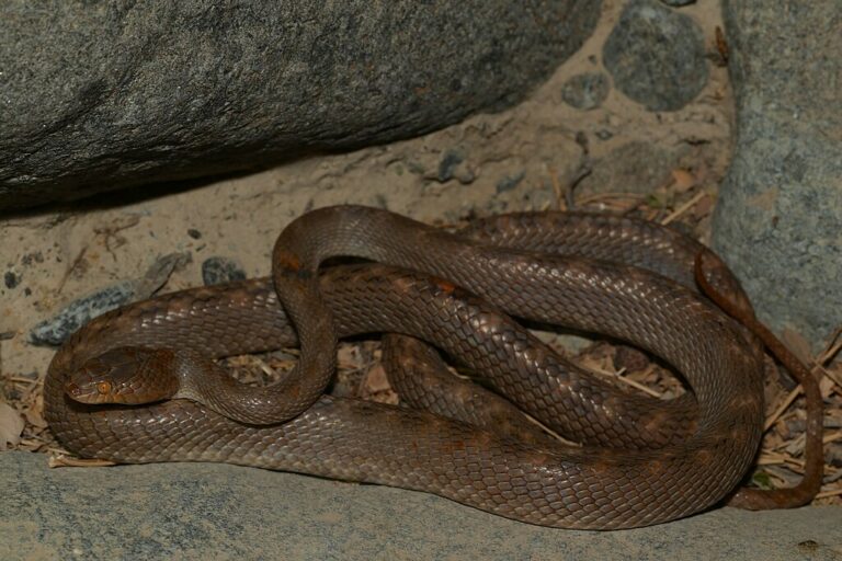 The Secret Language of Snake Hisses