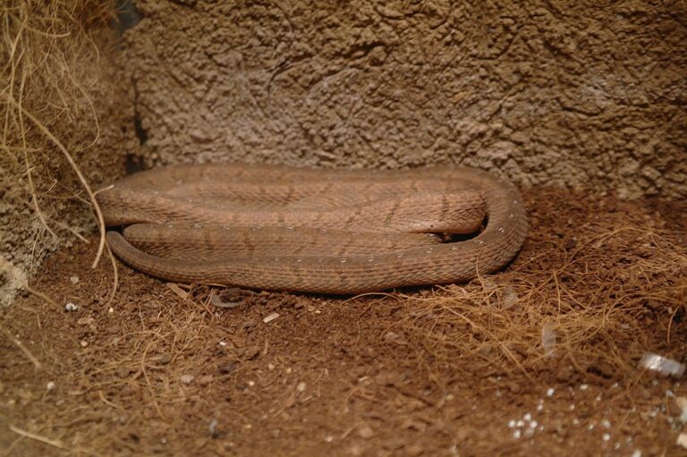 5 Snake-Friendly Materials to Use in DIY Enclosures