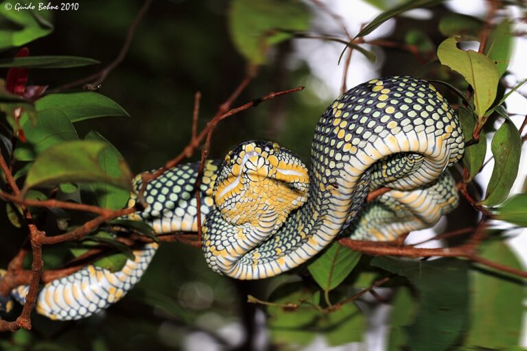 How Snake Breathing Changes During Constriction