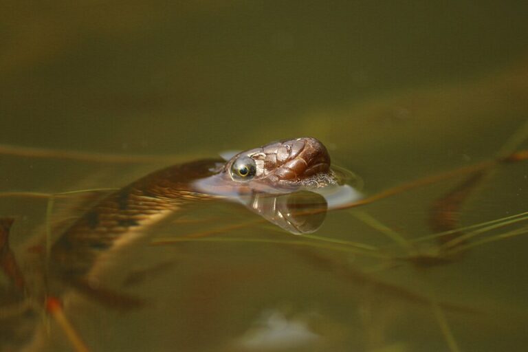 Why Snake Skin Texture Varies So Widely