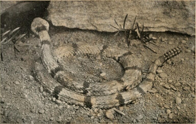 The Secret Language of Snake Hisses