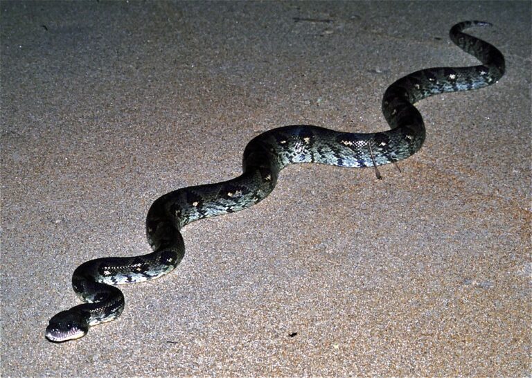 Why Some Snakes Slither in a Straight Line