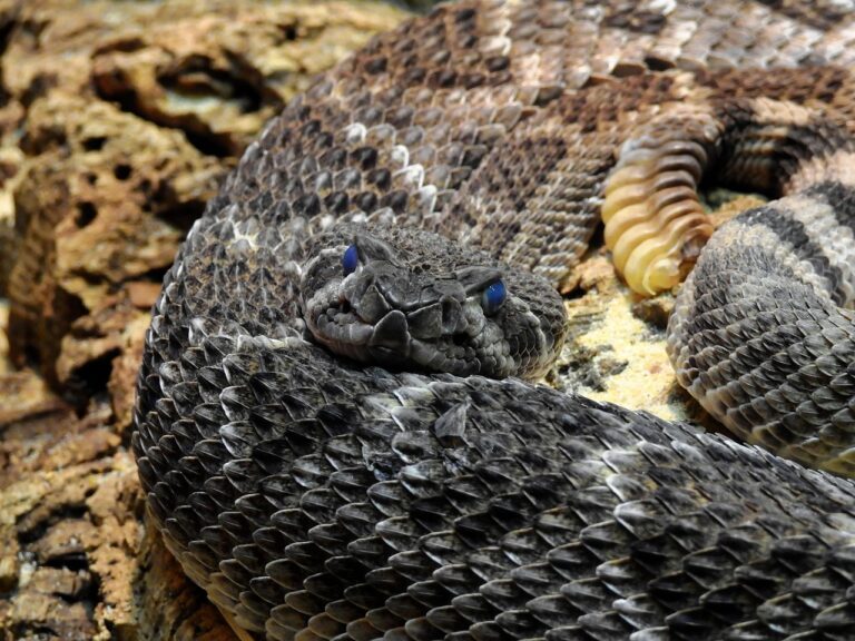 7 Secrets About Snake Mating Rituals
