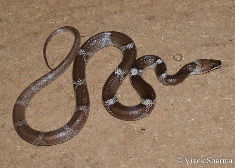 Why Snakes Are Often Spotted After Heavy Rain