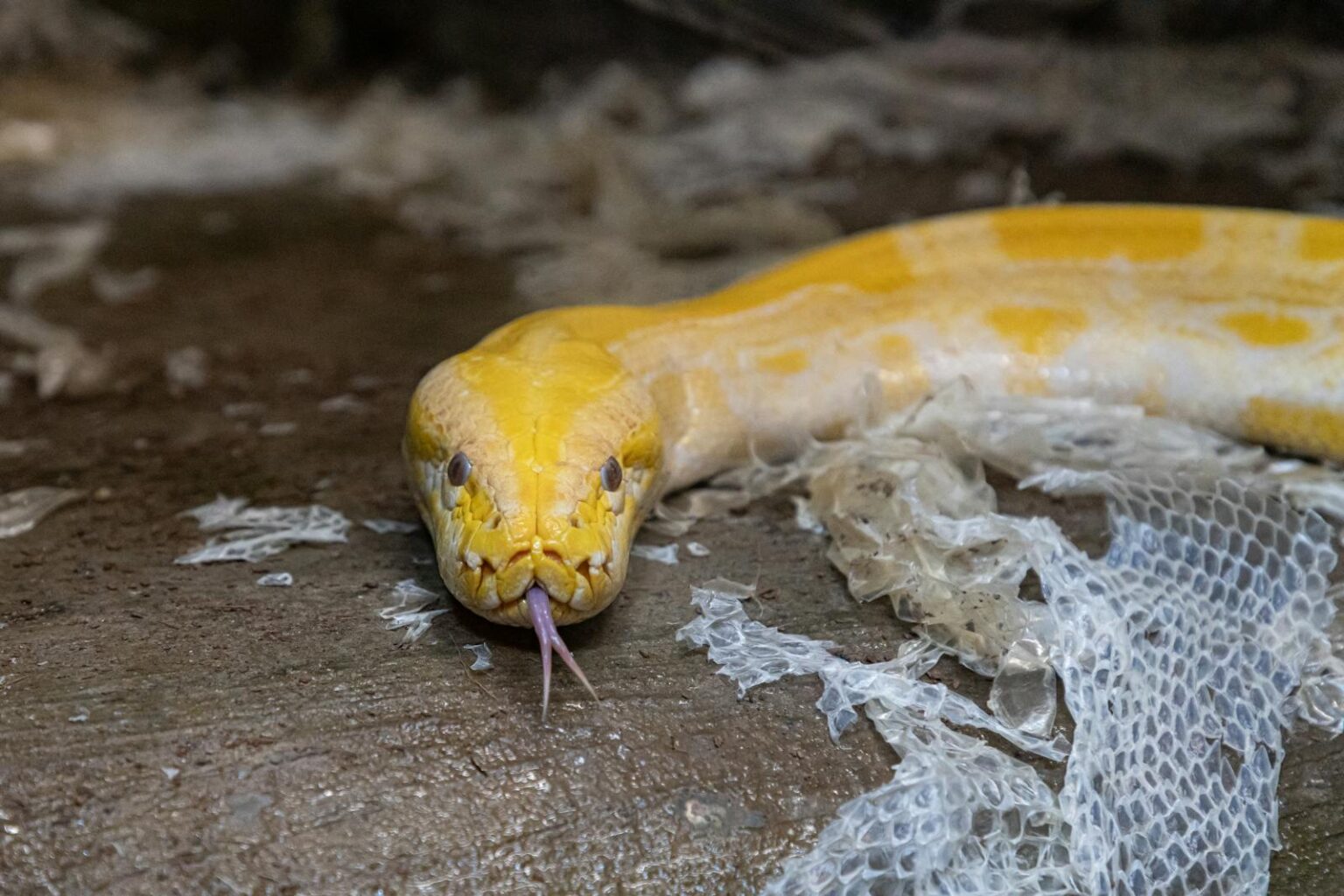 Why Snakes Are Surprisingly Vulnerable Right After Shedding