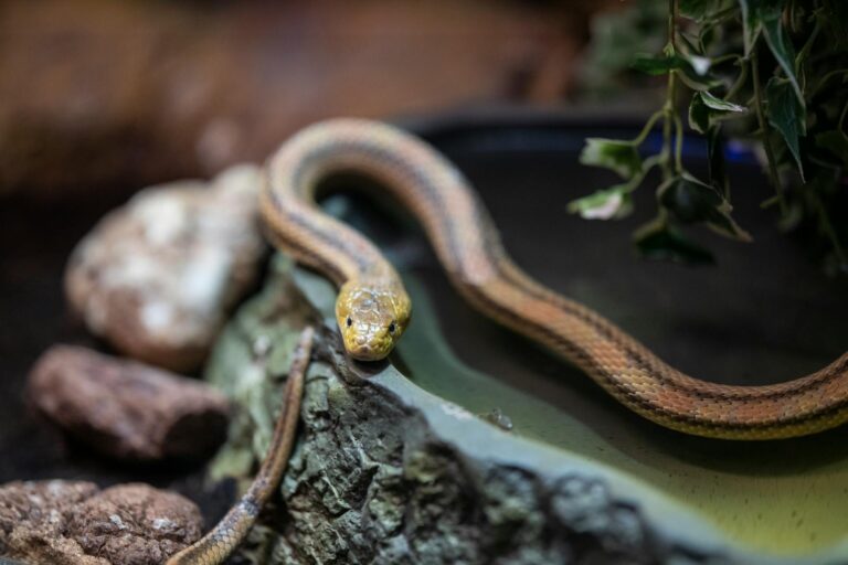 The Science Behind Snake Muscles and Slithering