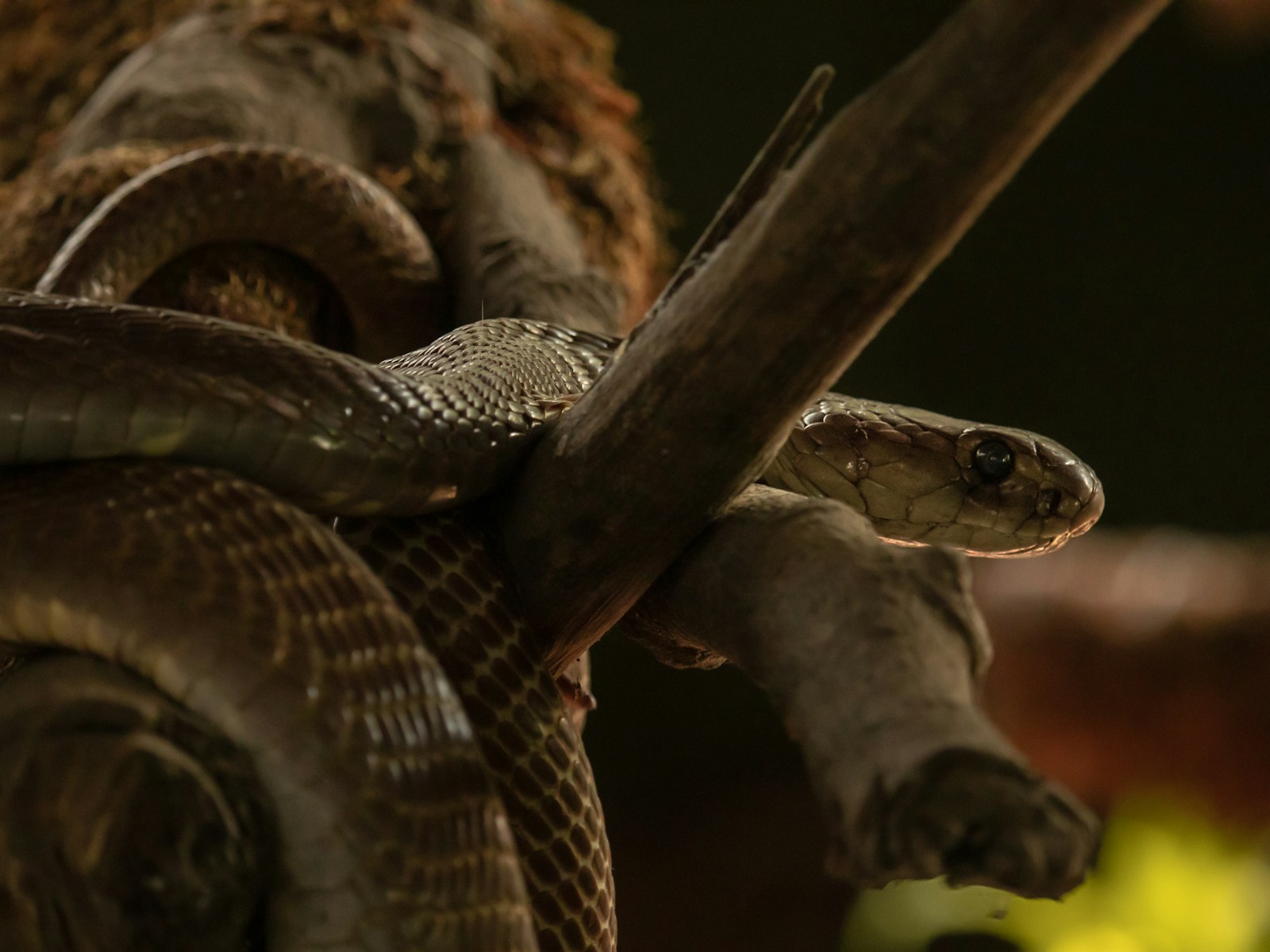 How Snakes Use Their Tongues to “Smell” the World