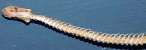 What Snake Skeletons Tell Us About Evolution