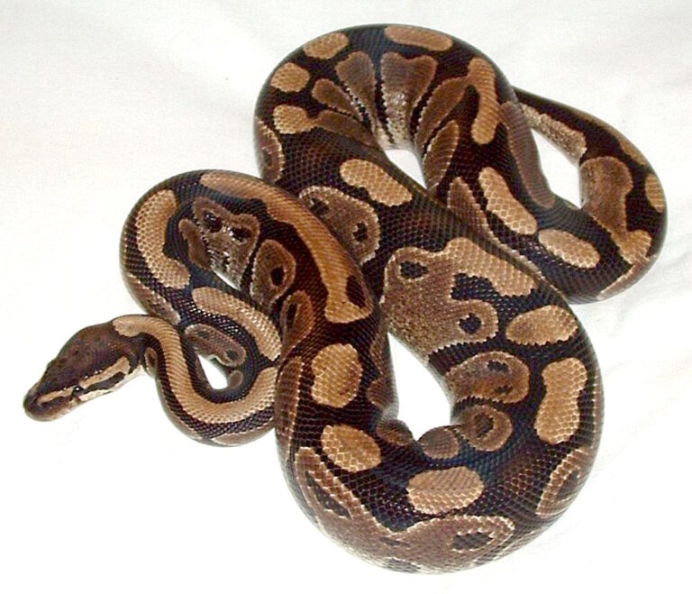 The 7 Most Intelligent Non-Venomous Snakes