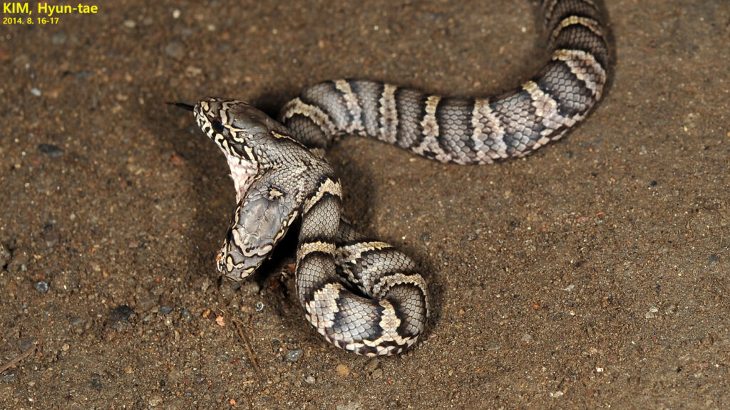 The Myth of the Two-Headed Snake Across Cultures