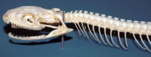 What Snake Skeletons Tell Us About Evolution