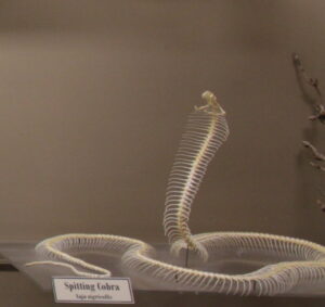 What Snake Skeletons Tell Us About Evolution