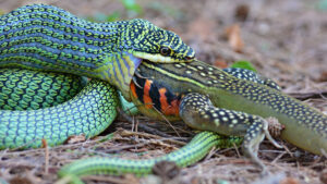 What Happens When a Snake Tries to Eat Prey Too Large