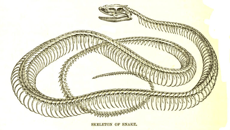 What Snake Skeletons Tell Us About Evolution