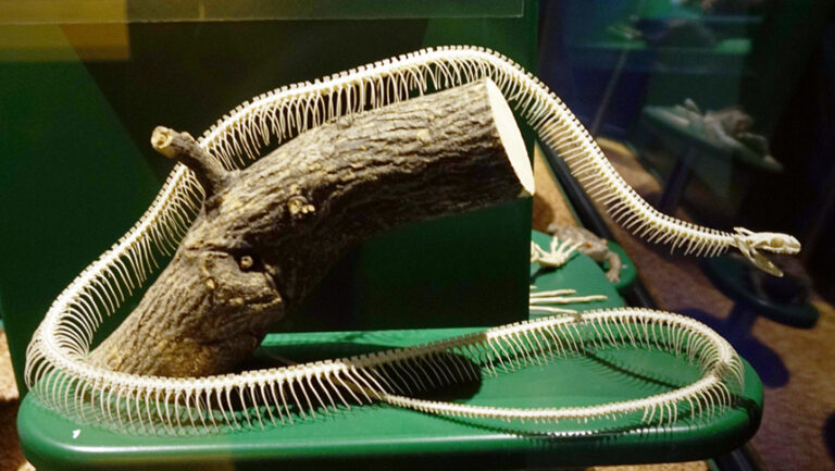 What Snake Skeletons Tell Us About Evolution