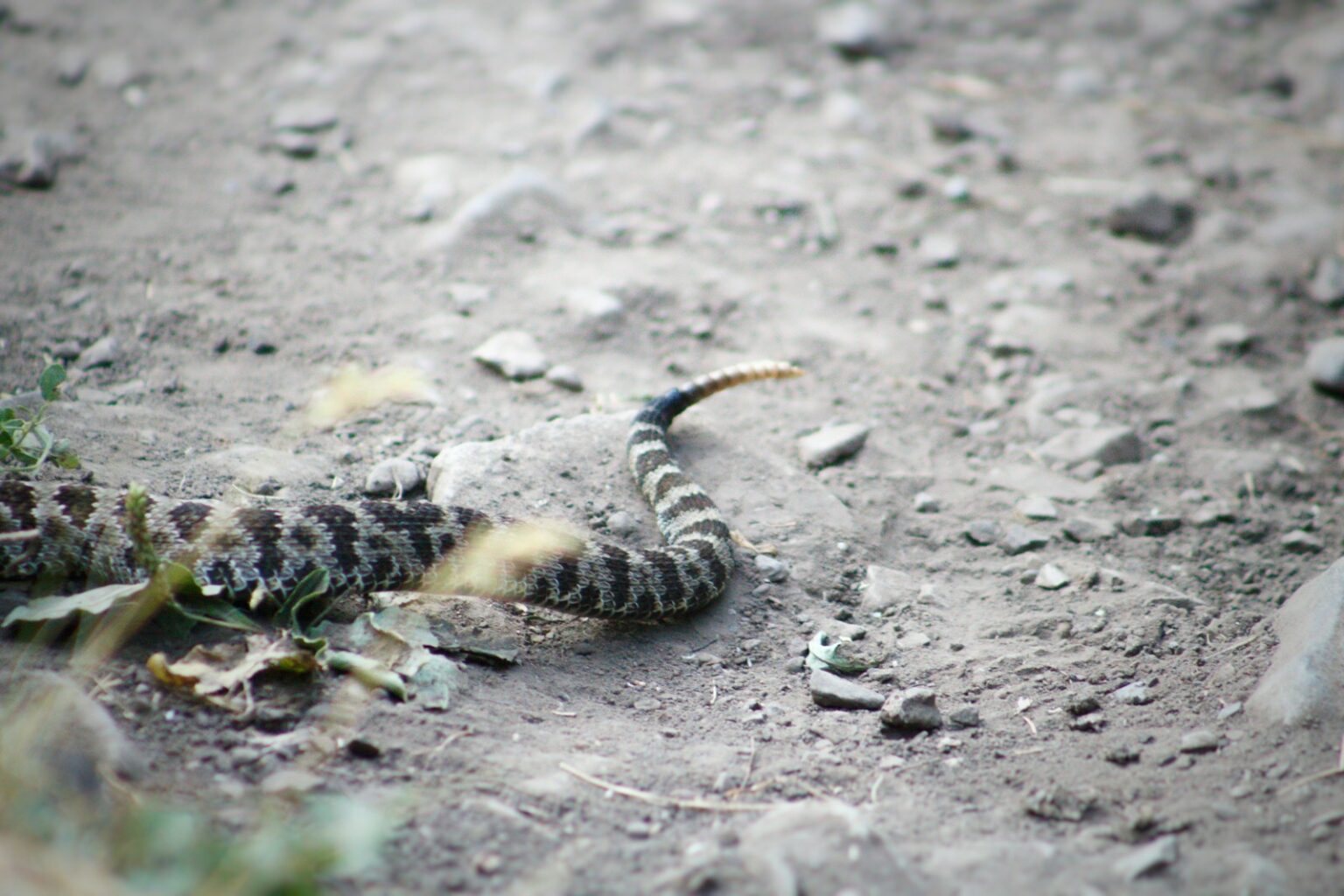 Why Some Snakes Use Sidewinding on Flat Terrain